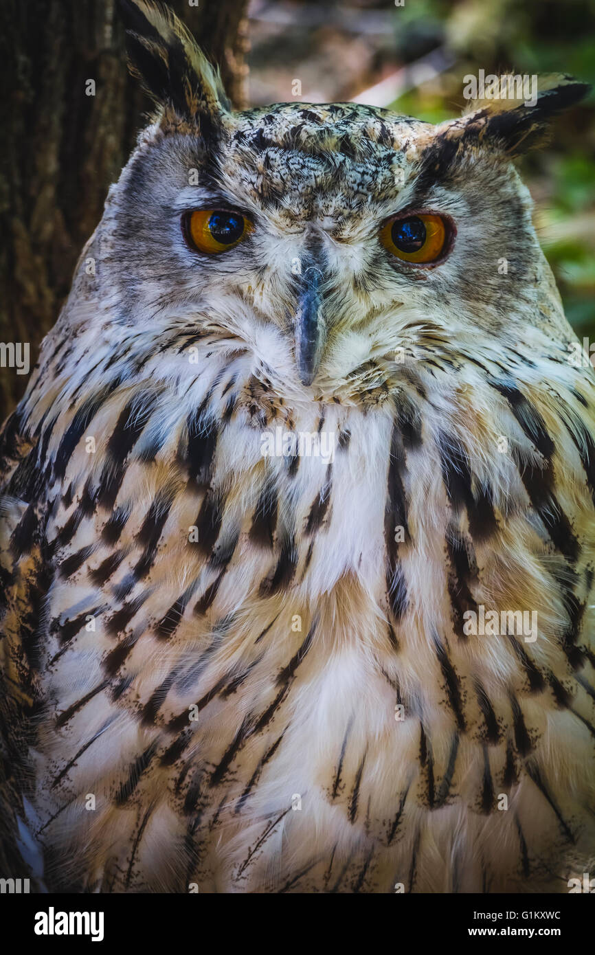 beautiful owl with intense eyes and beautiful plumage Stock Photo - Alamy