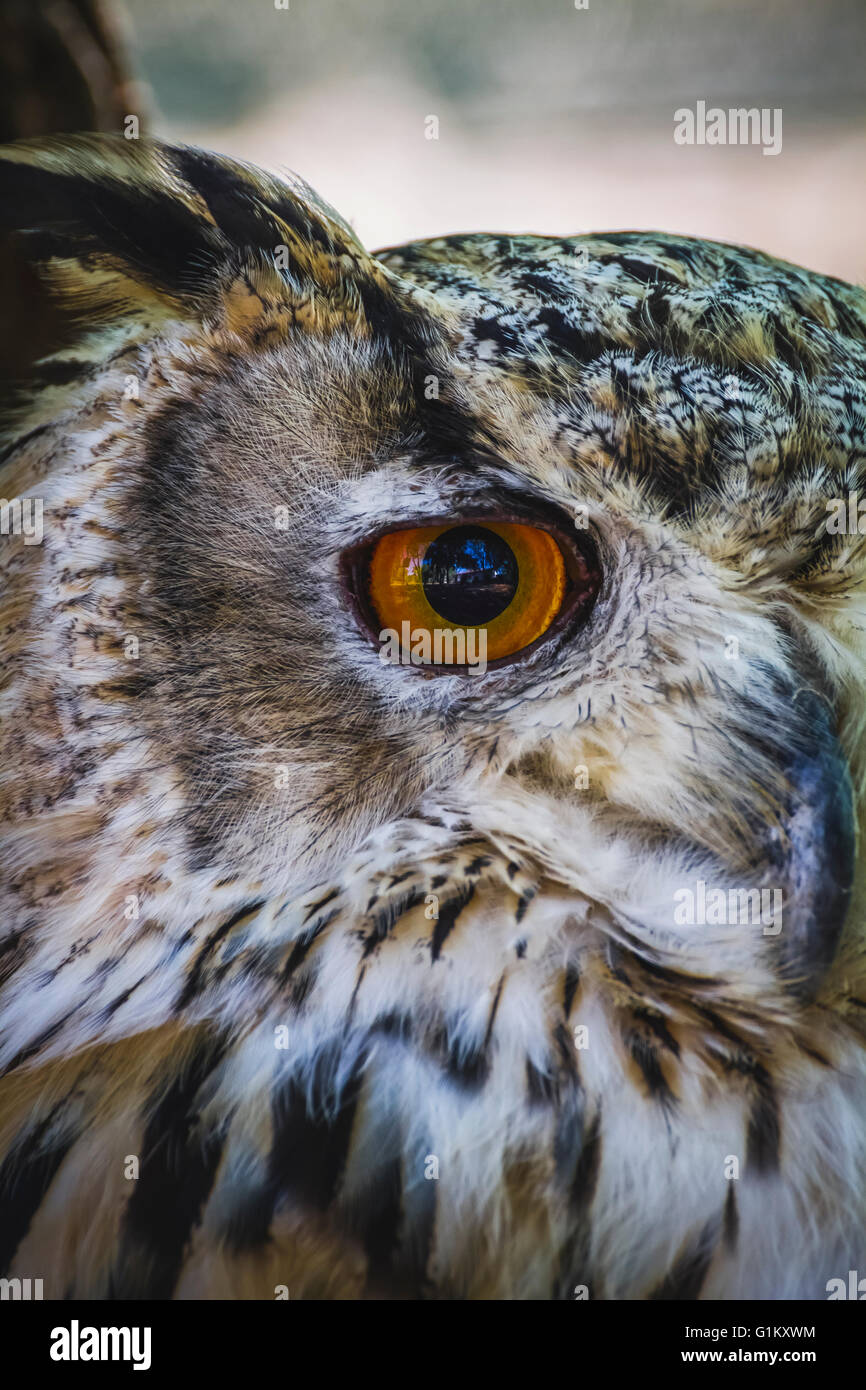 cute, beautiful owl with intense eyes and beautiful plumage Stock Photo ...