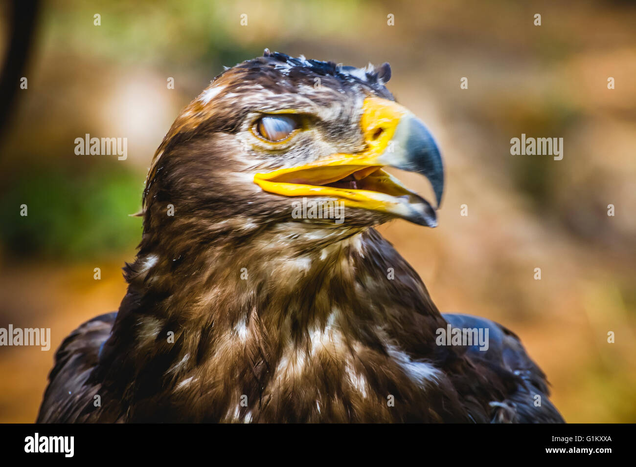 predator, imperial eagle, head detail with beautiful plumage brown ...