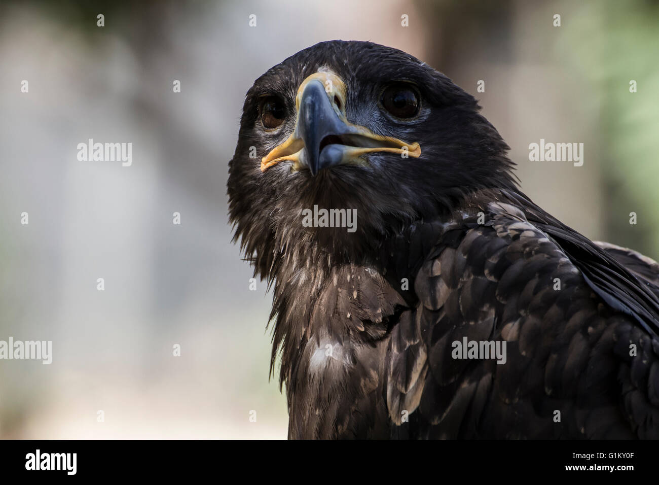 Falcon trap hi-res stock photography and images - Alamy
