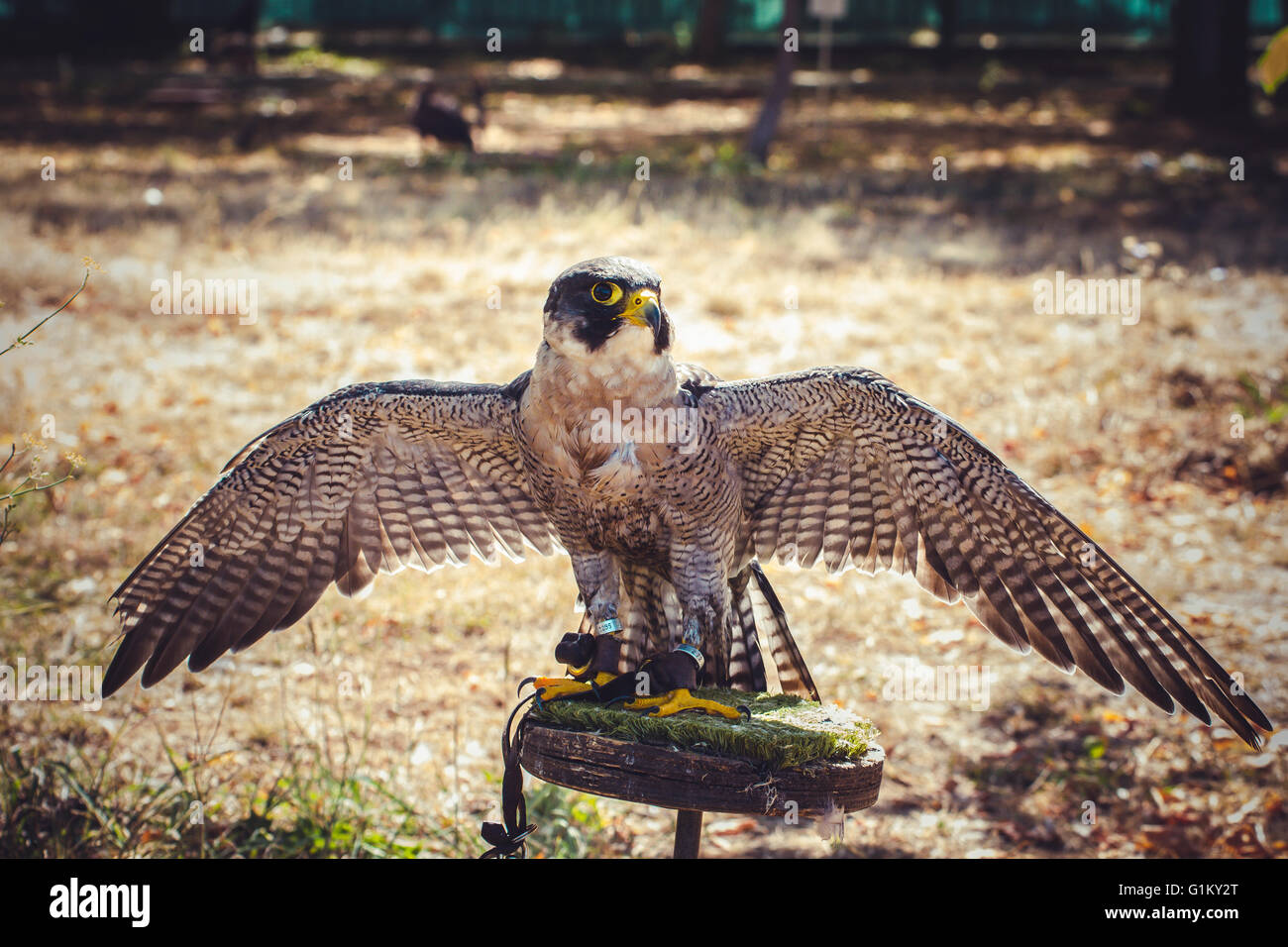 peregrine falcon with open wings , bird of high speed Stock Photo - Alamy