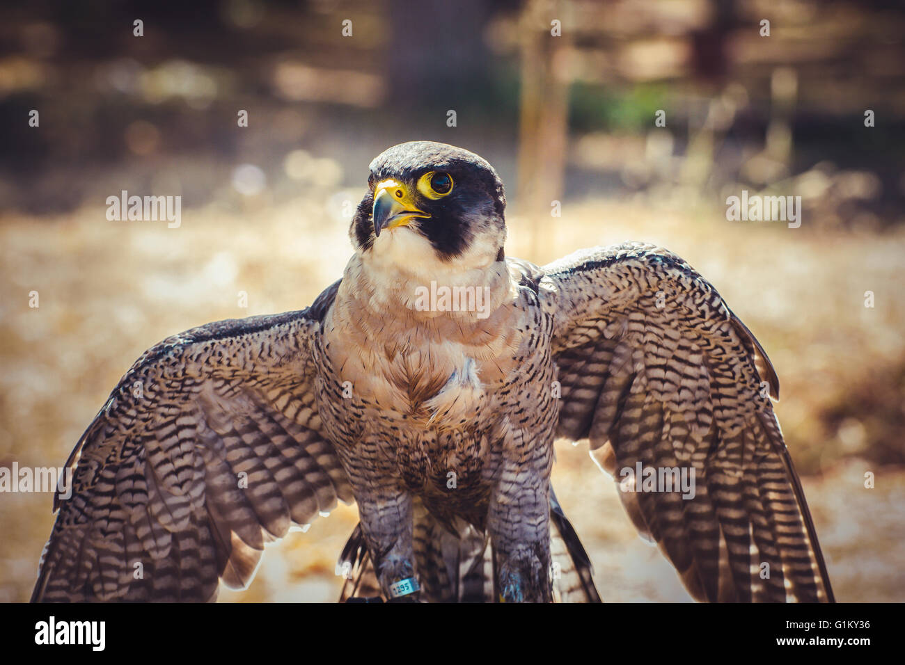 Beak peregrine falcon open wings hi-res stock photography and images ...