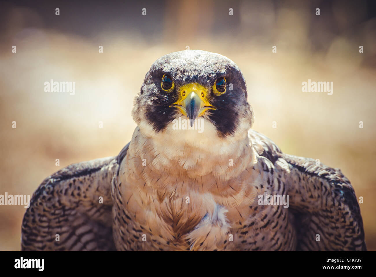 peregrine falcon with open wings , bird of high speed Stock Photo - Alamy