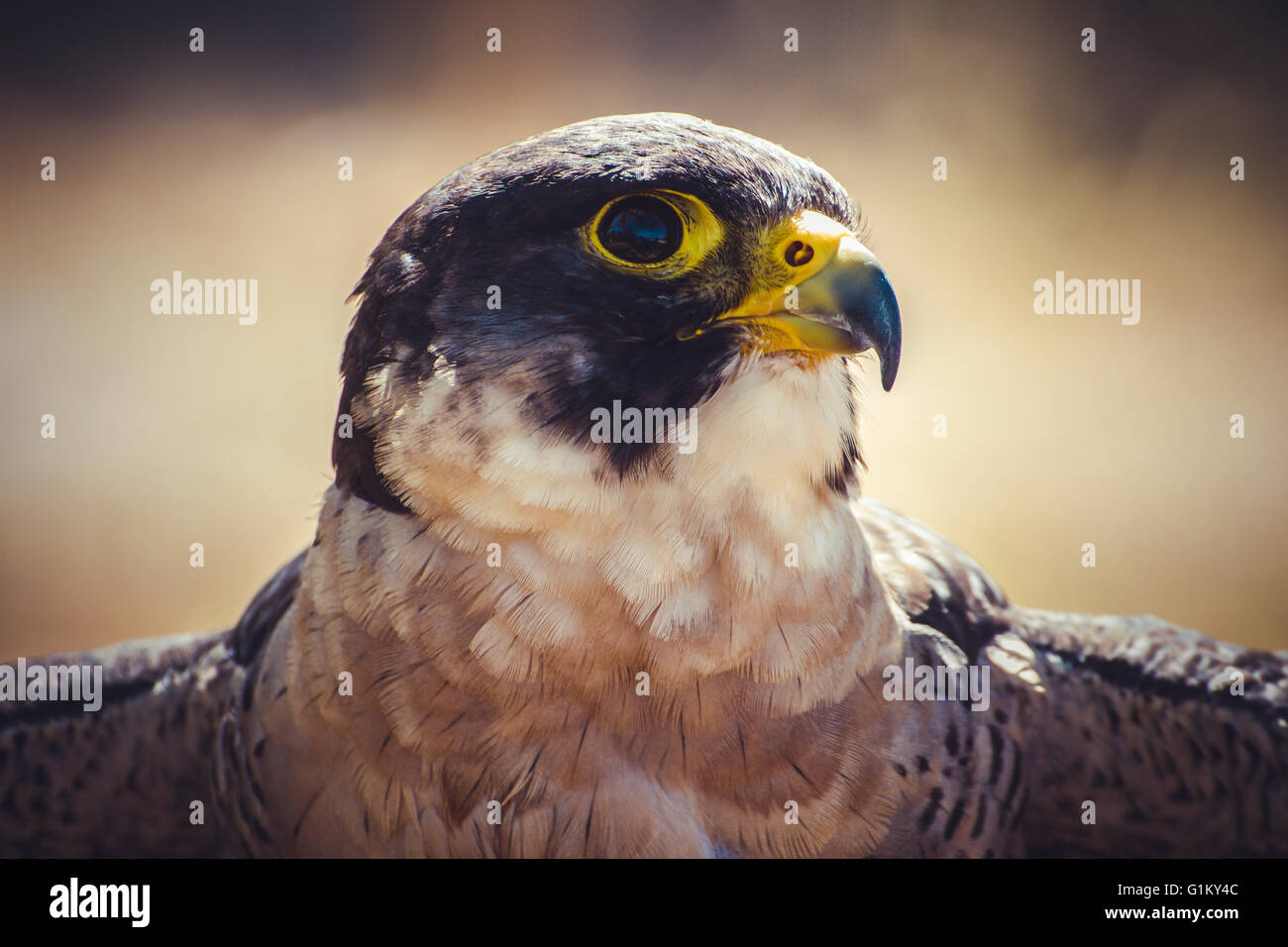 peregrine falcon with open wings , bird of high speed Stock Photo - Alamy