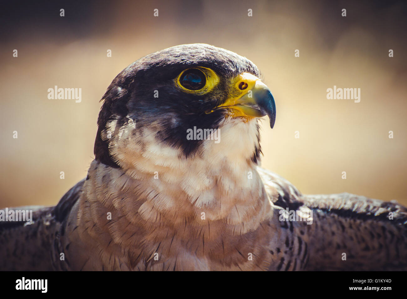 peregrine falcon with open wings , bird of high speed Stock Photo - Alamy