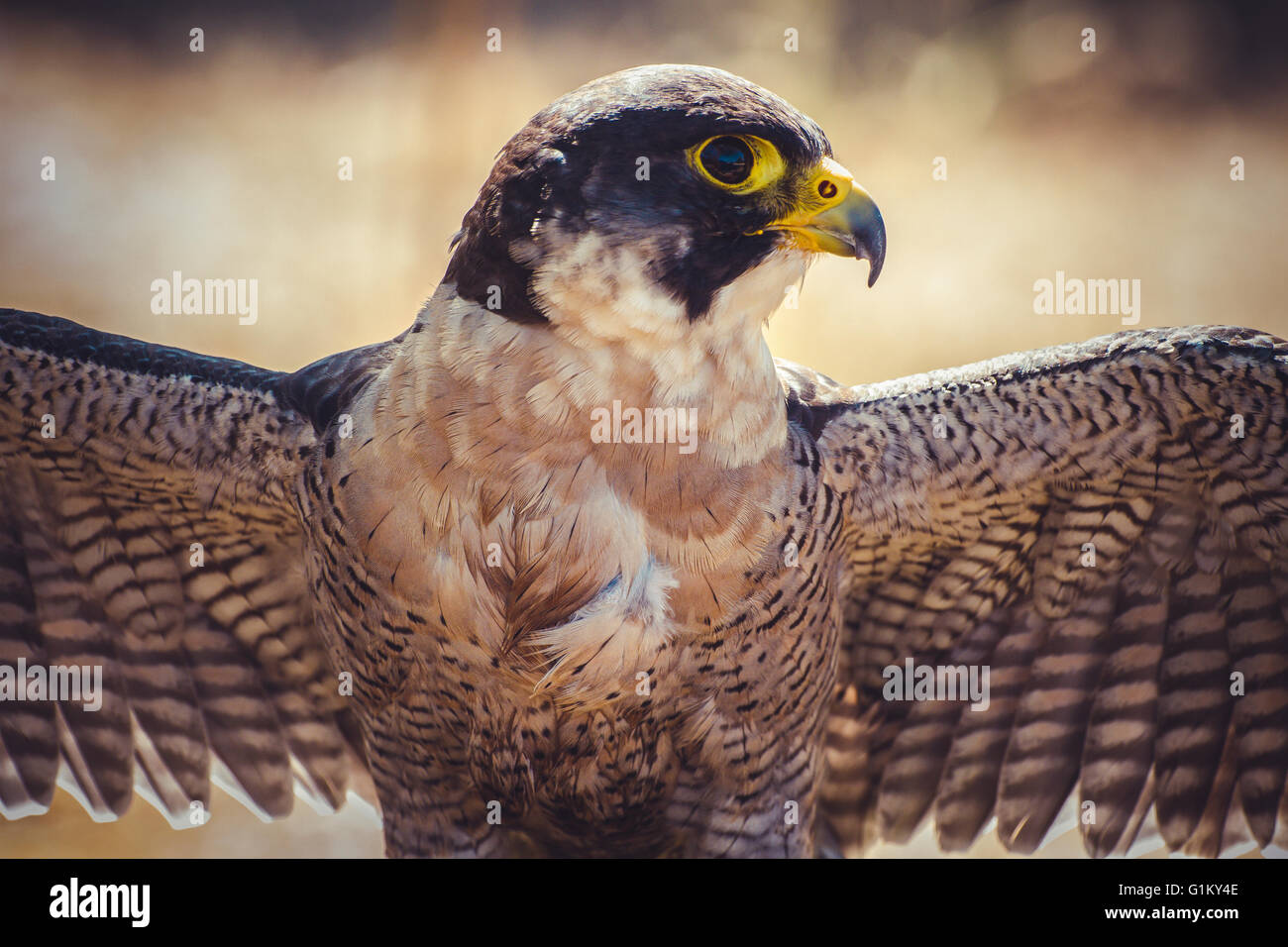 peregrine falcon with open wings , bird of high speed Stock Photo - Alamy