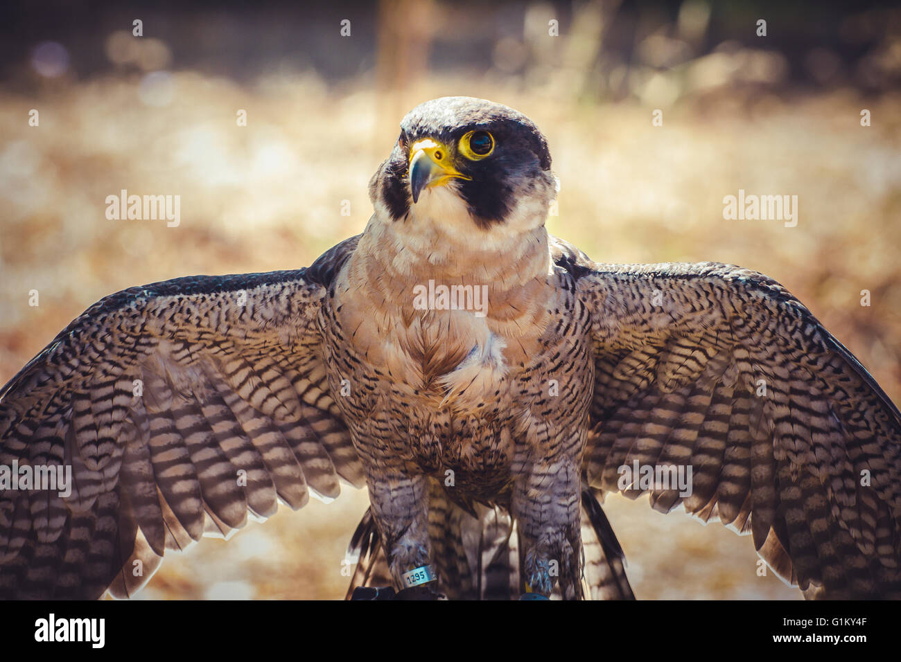 peregrine falcon with open wings , bird of high speed Stock Photo - Alamy
