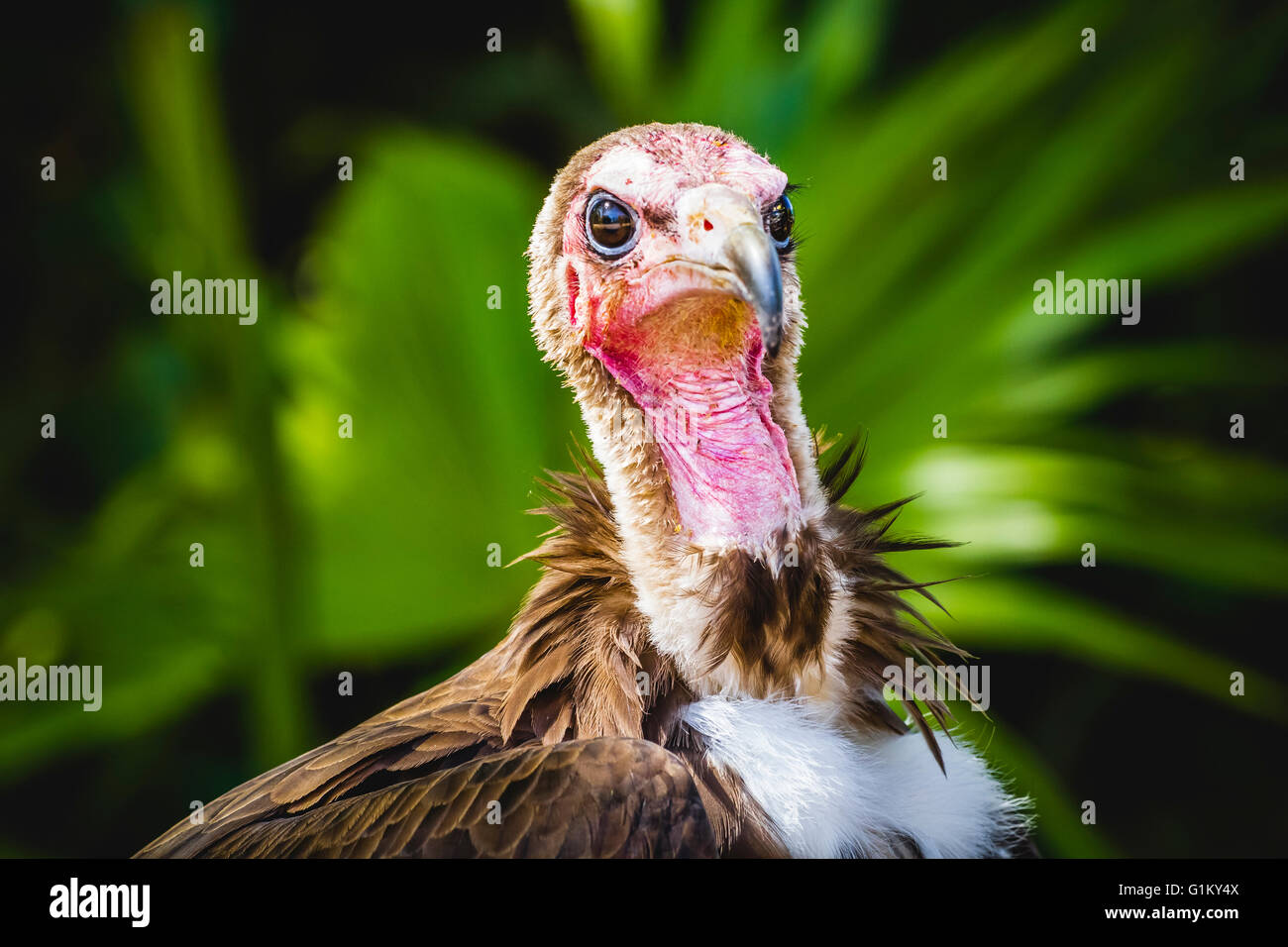 Vulture detail scavenger head with large beak and intense look Stock ...