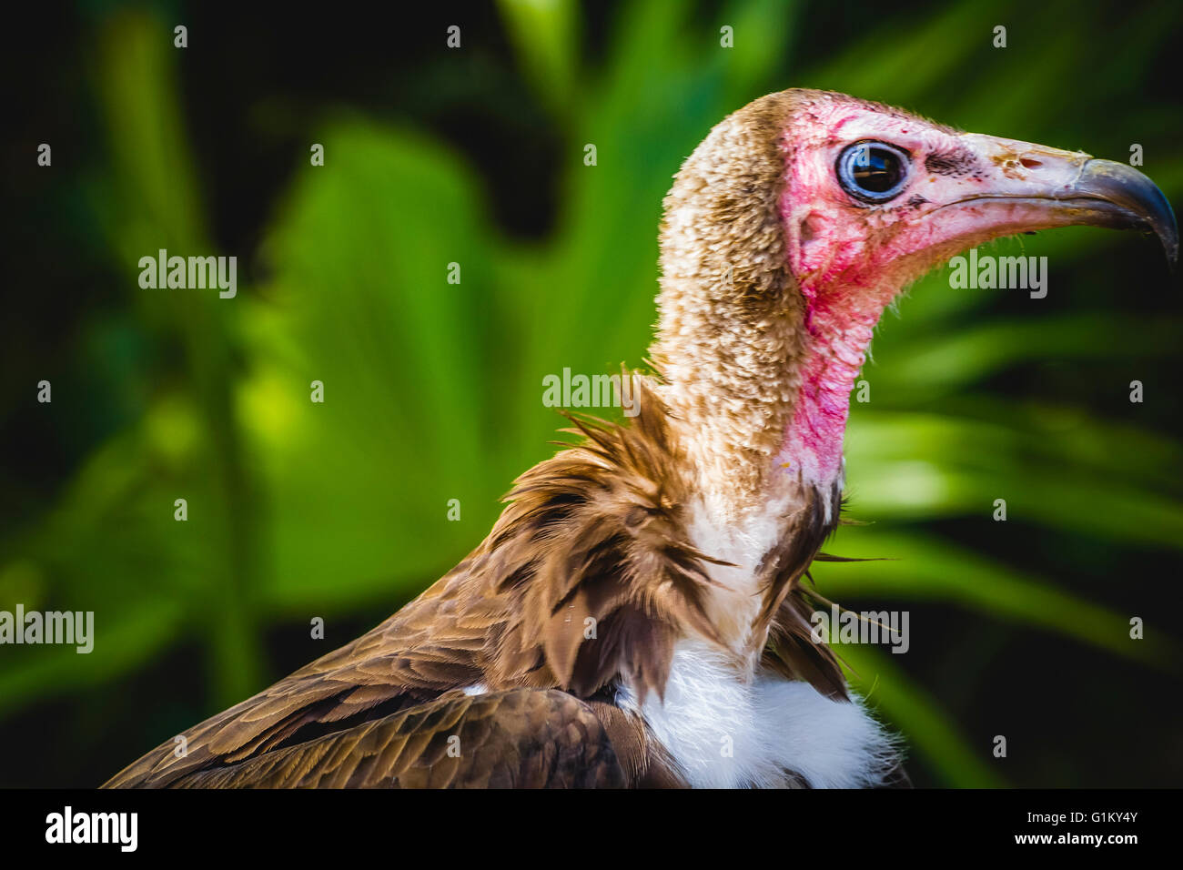 Vulture detail scavenger head with large beak and intense look Stock ...