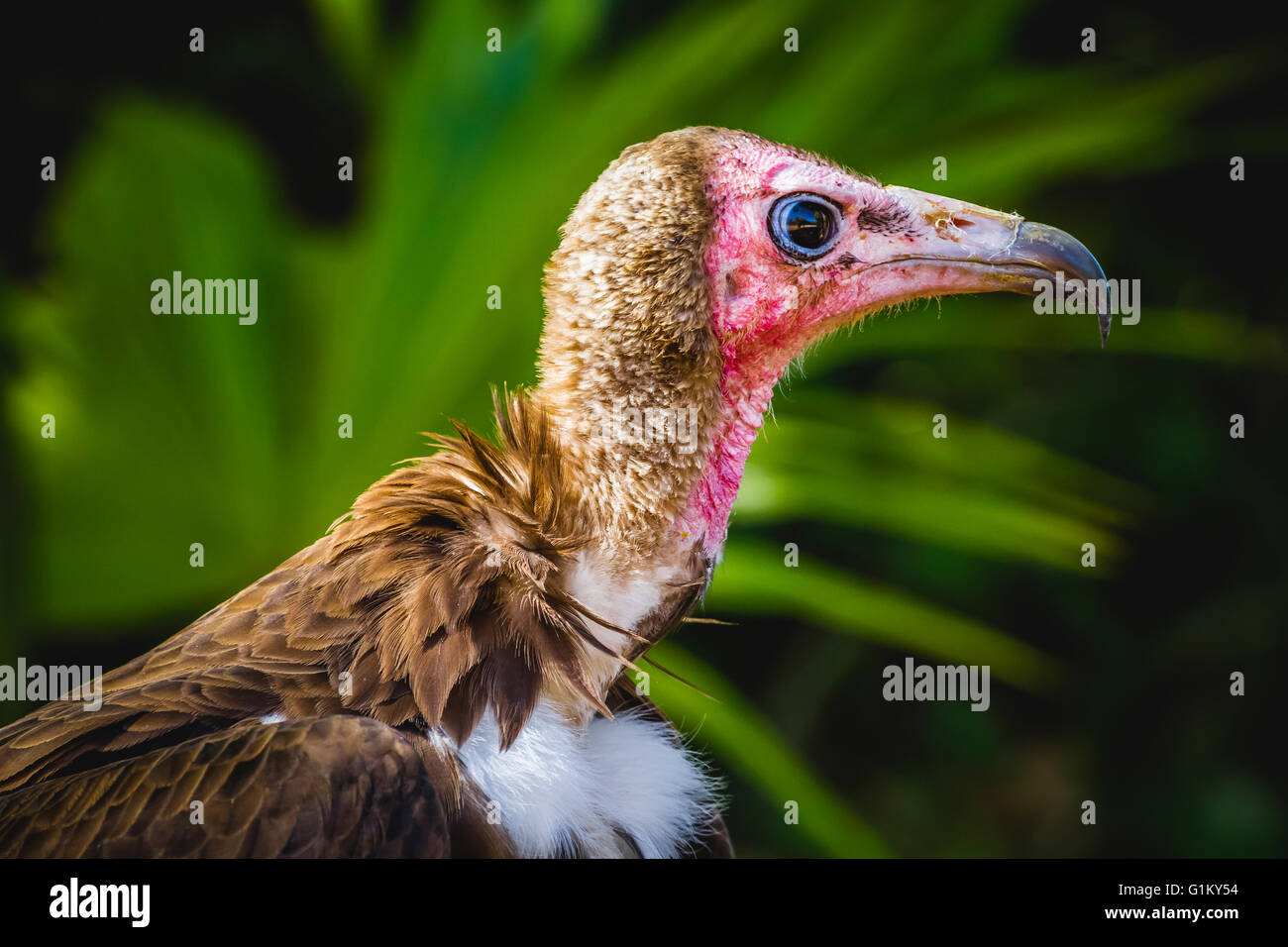 monachus, Vulture detail scavenger head with large beak and intense ...