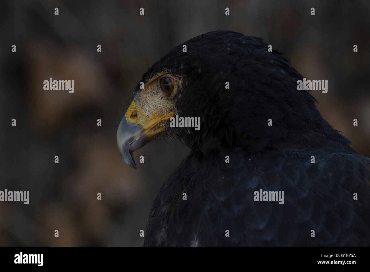 eagle brown plumage and pointed beak Stock Photo - Alamy