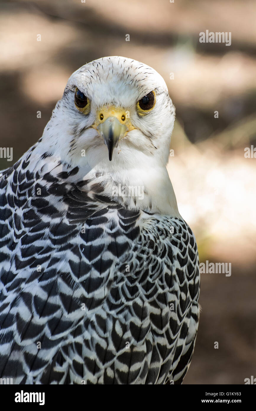 beautiful white falcon with black and gray plumage Stock Photo - Alamy