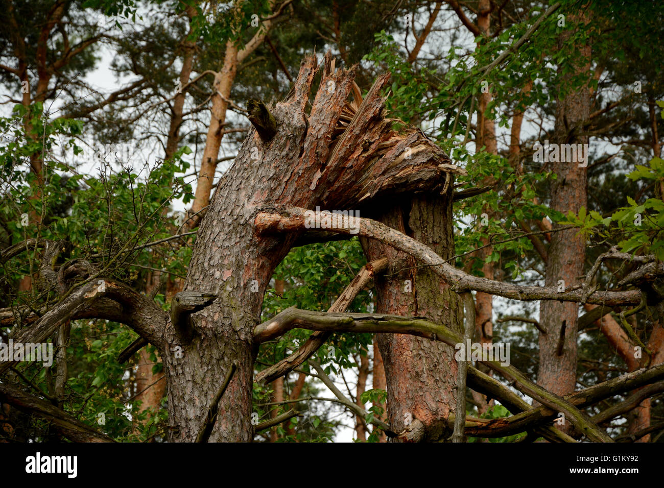 Photo of tree broken in half height in the forest Stock Photo - Alamy
