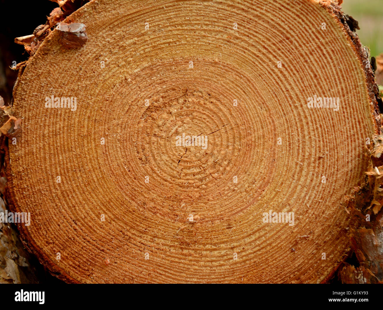 Closeup of cut tree trunk - texture Stock Photo - Alamy
