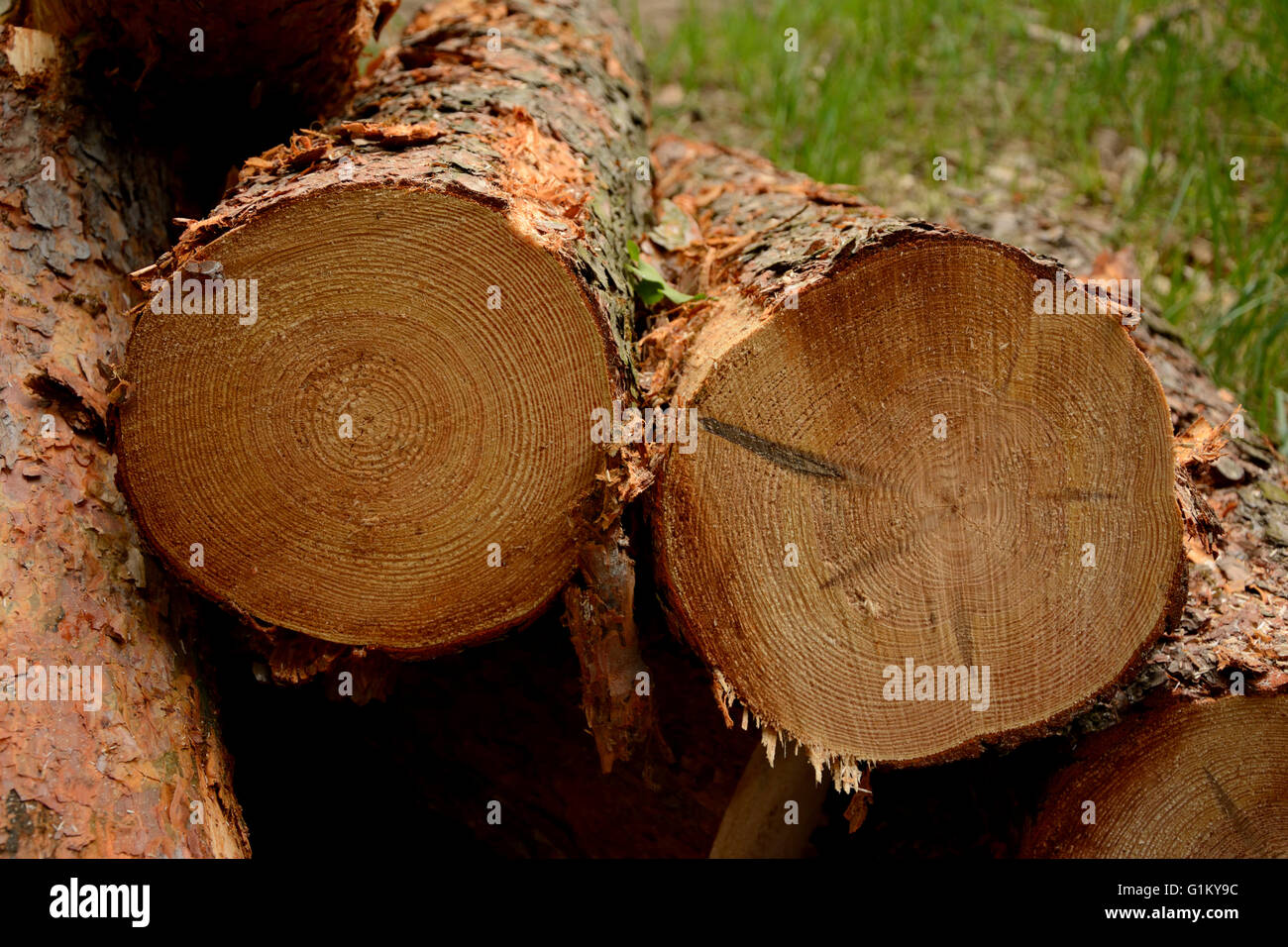 Trunks texture hi-res stock photography and images - Alamy