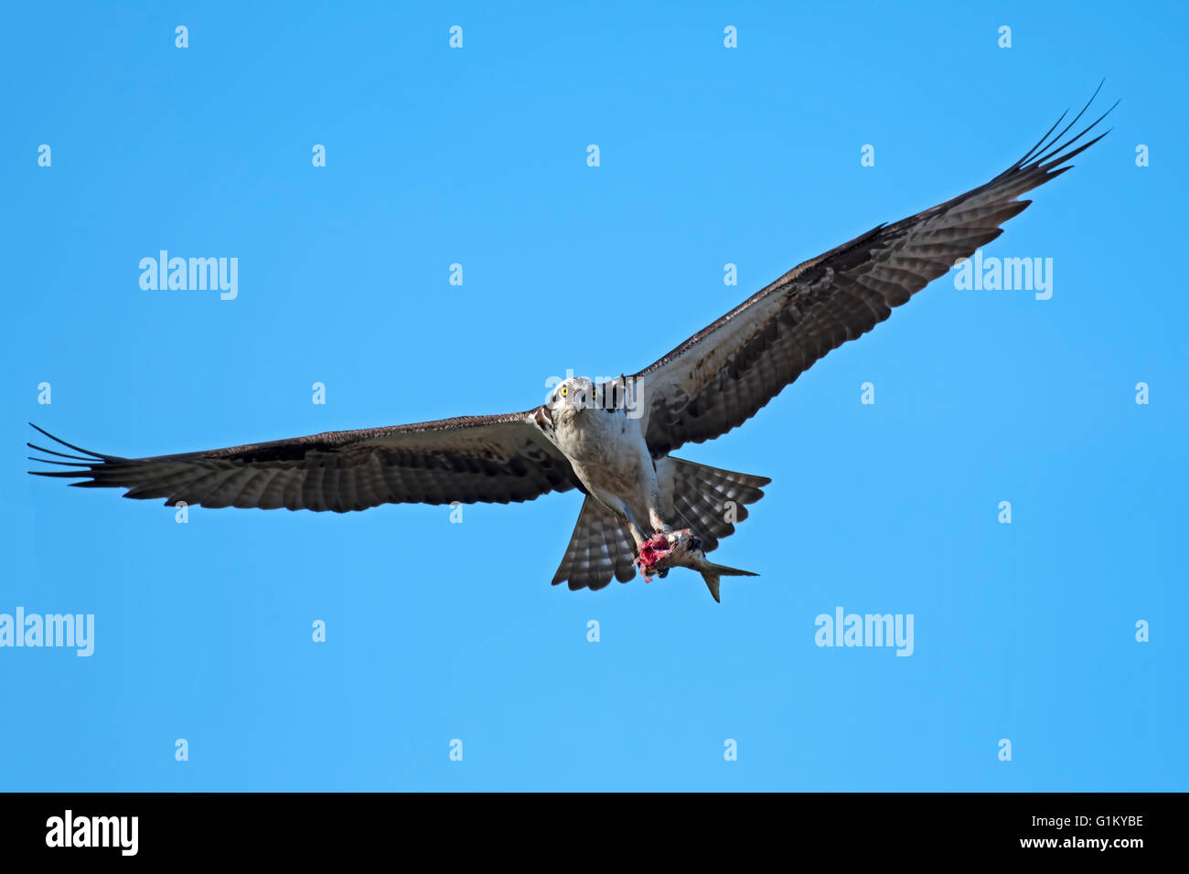 Osprey In Flight with Fish Stock Photo - Alamy