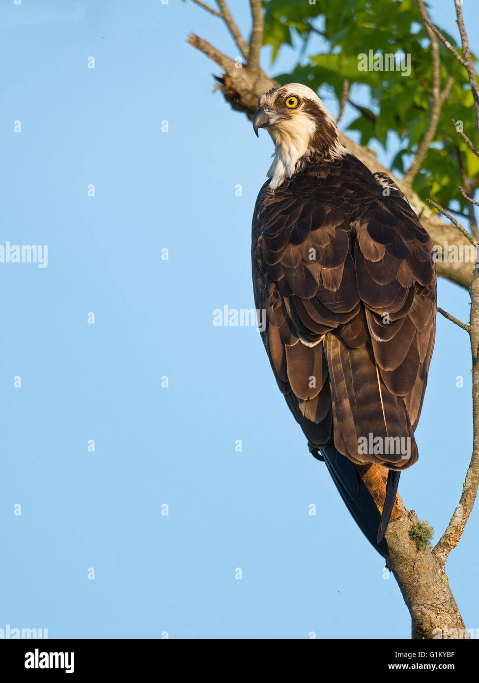 Osprey In Tree High Resolution Stock Photography and Images - Alamy