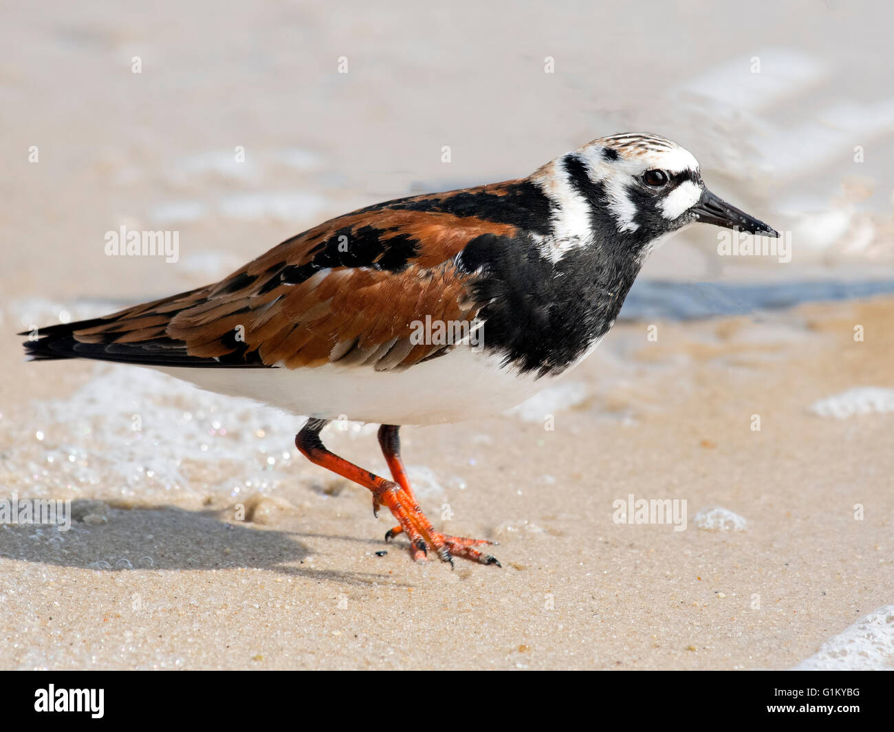 Ruddy Turnstone on Beach Stock Photo - Alamy