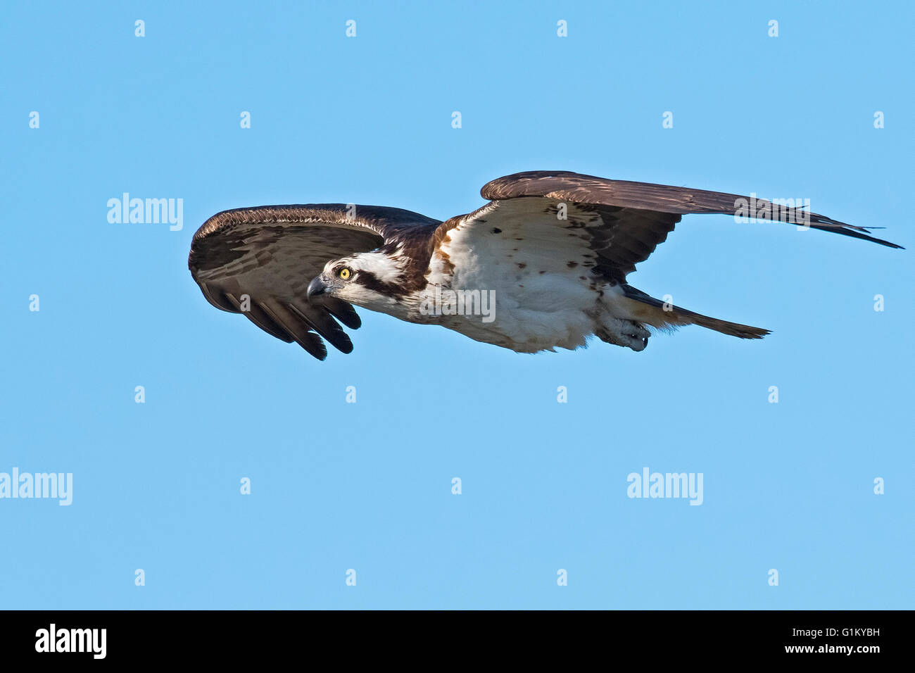 Osprey in Flight Stock Photo - Alamy