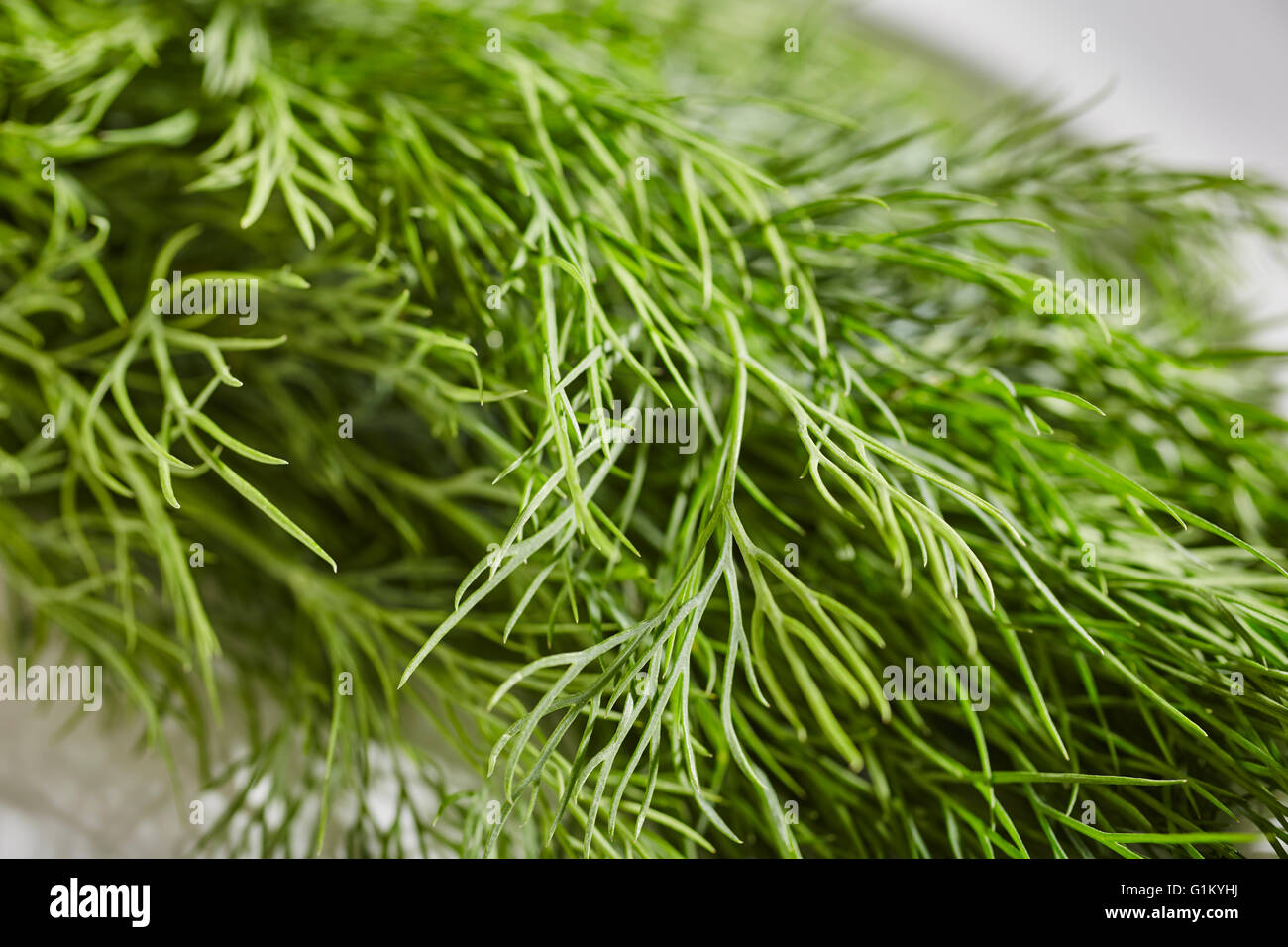 Eastern european herb hi-res stock photography and images - Alamy