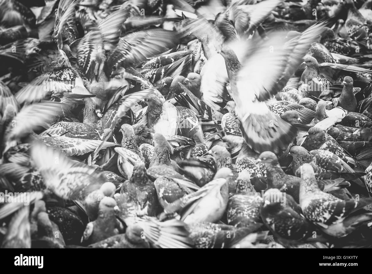 Pigeon escaping the crowd Stock Photo - Alamy