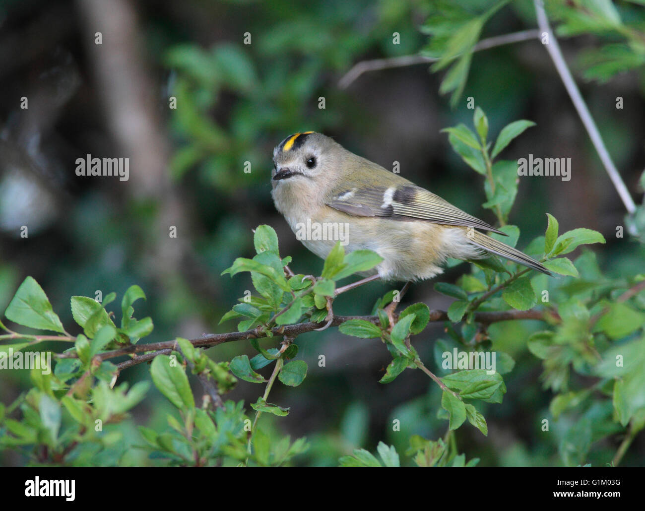 Gold head markings hi-res stock photography and images - Alamy