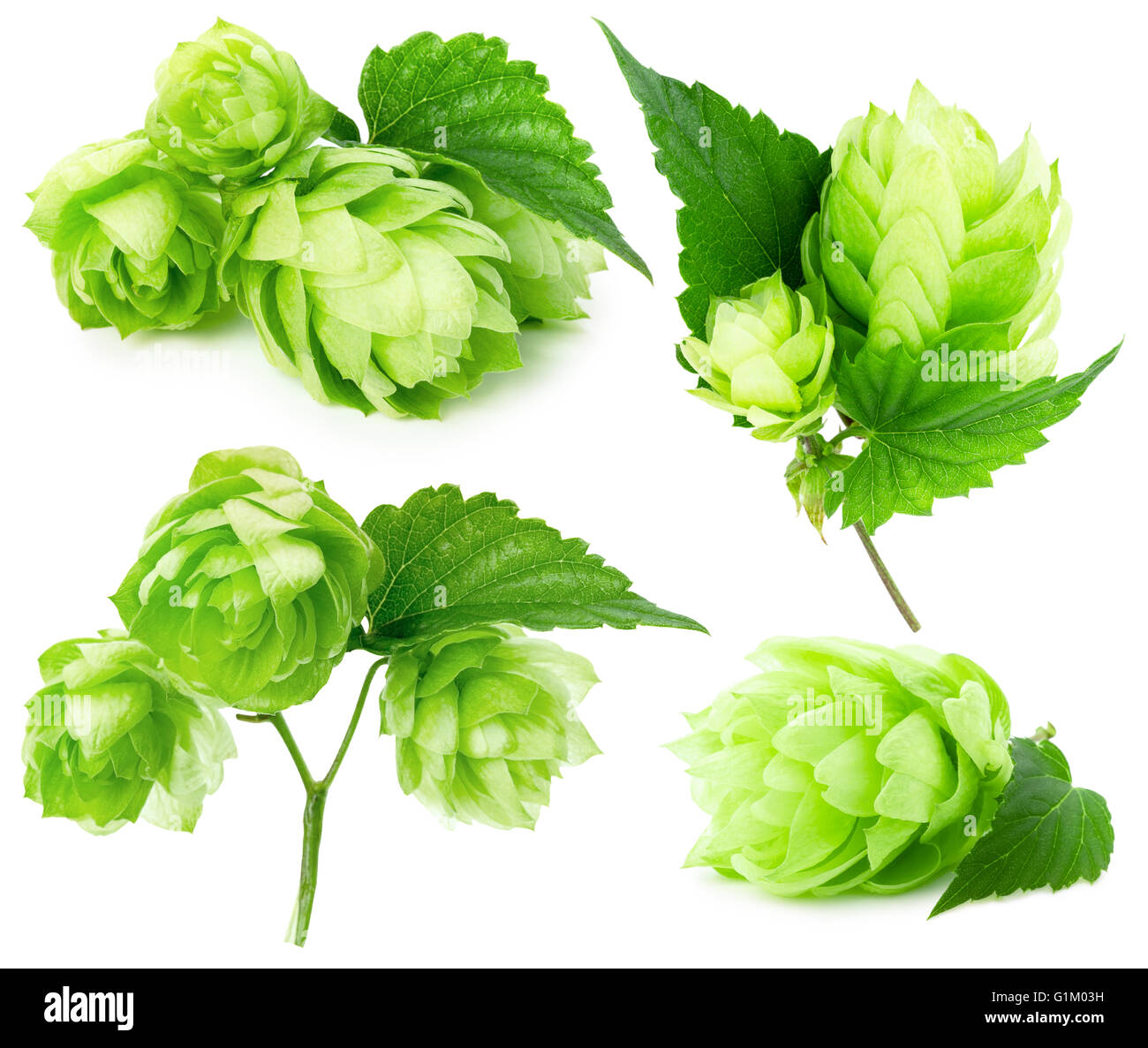 Beer hop background hi-res stock photography and images - Alamy