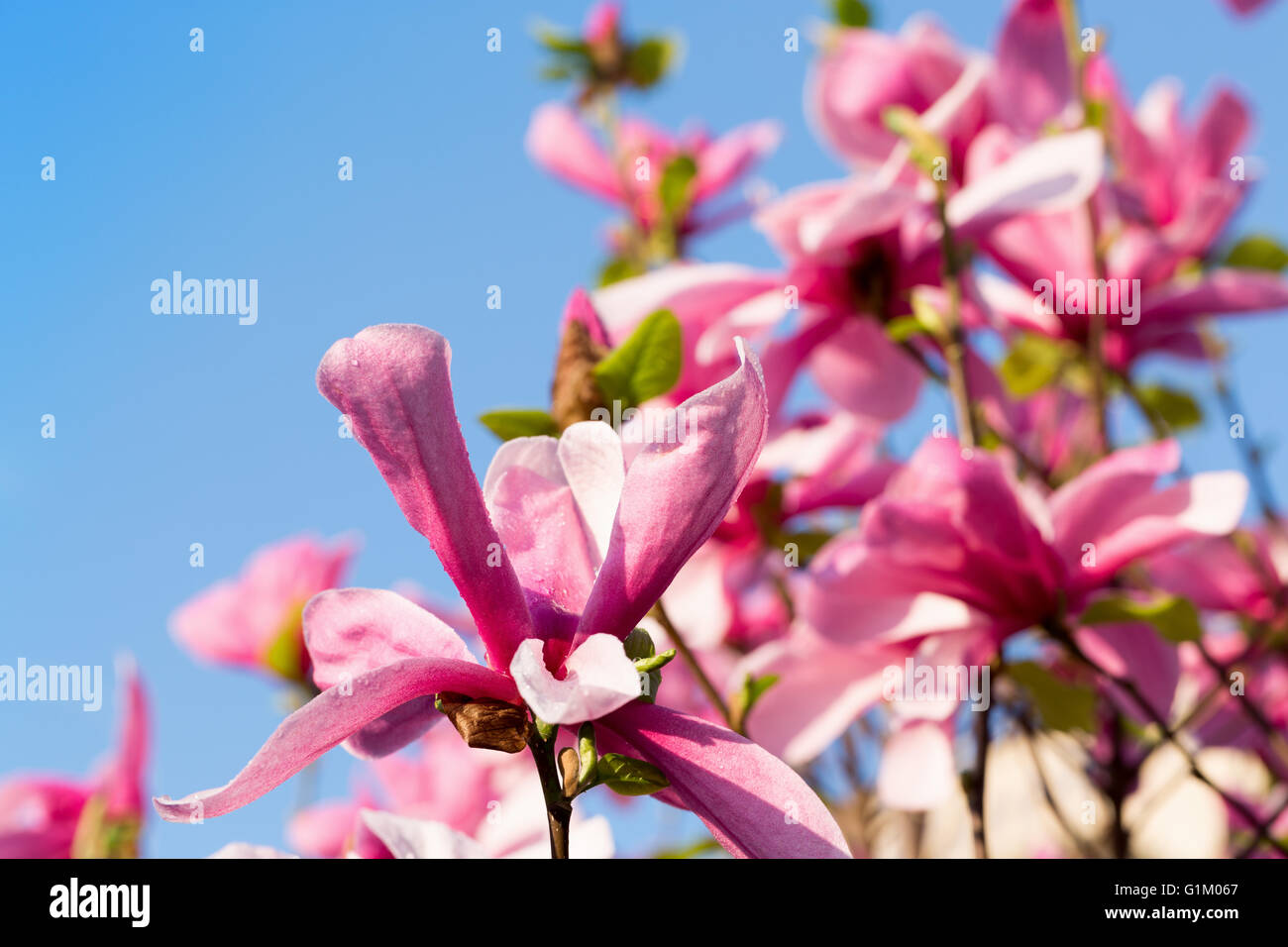 magnolia flowers on the sky background Stock Photo - Alamy