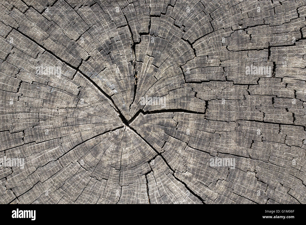 Old stump hi-res stock photography and images - Alamy