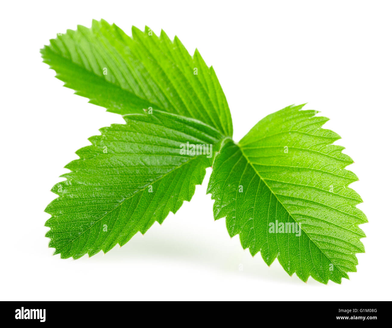 strawberry leaves isolated on the white background Stock Photo - Alamy