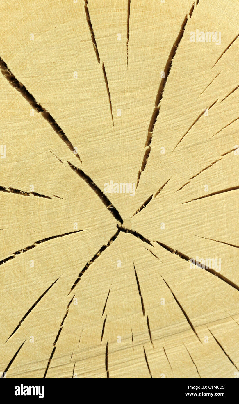 splits in drying log Stock Photo - Alamy