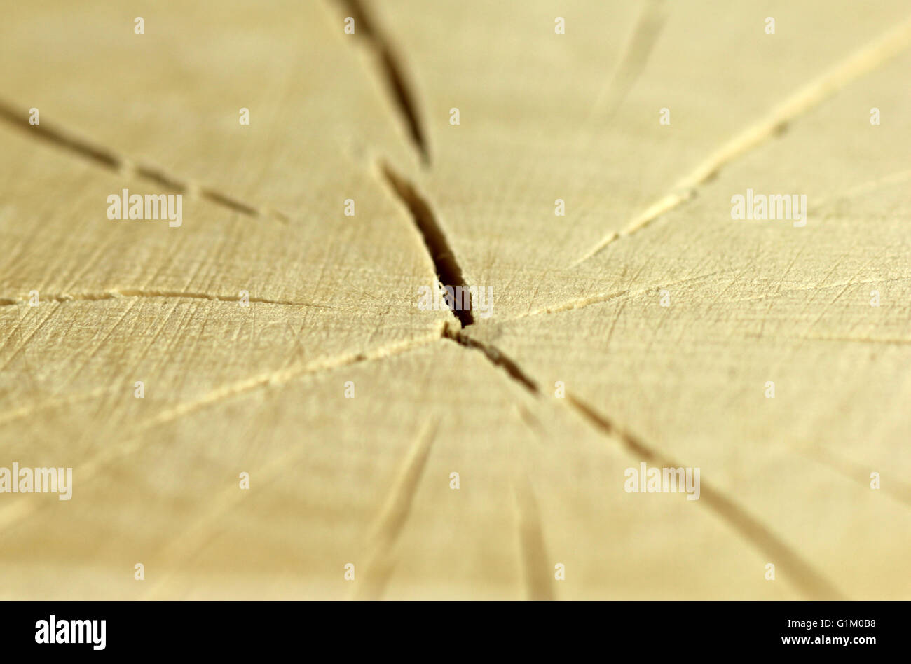 splits in drying log Stock Photo - Alamy