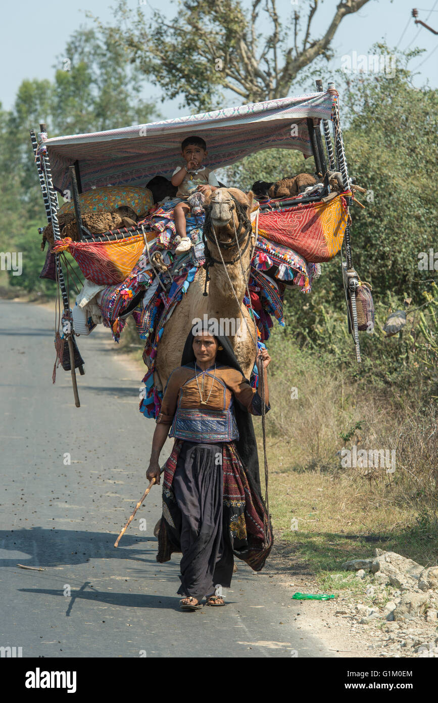 Camel india gujarat hi-res stock photography and images - Alamy