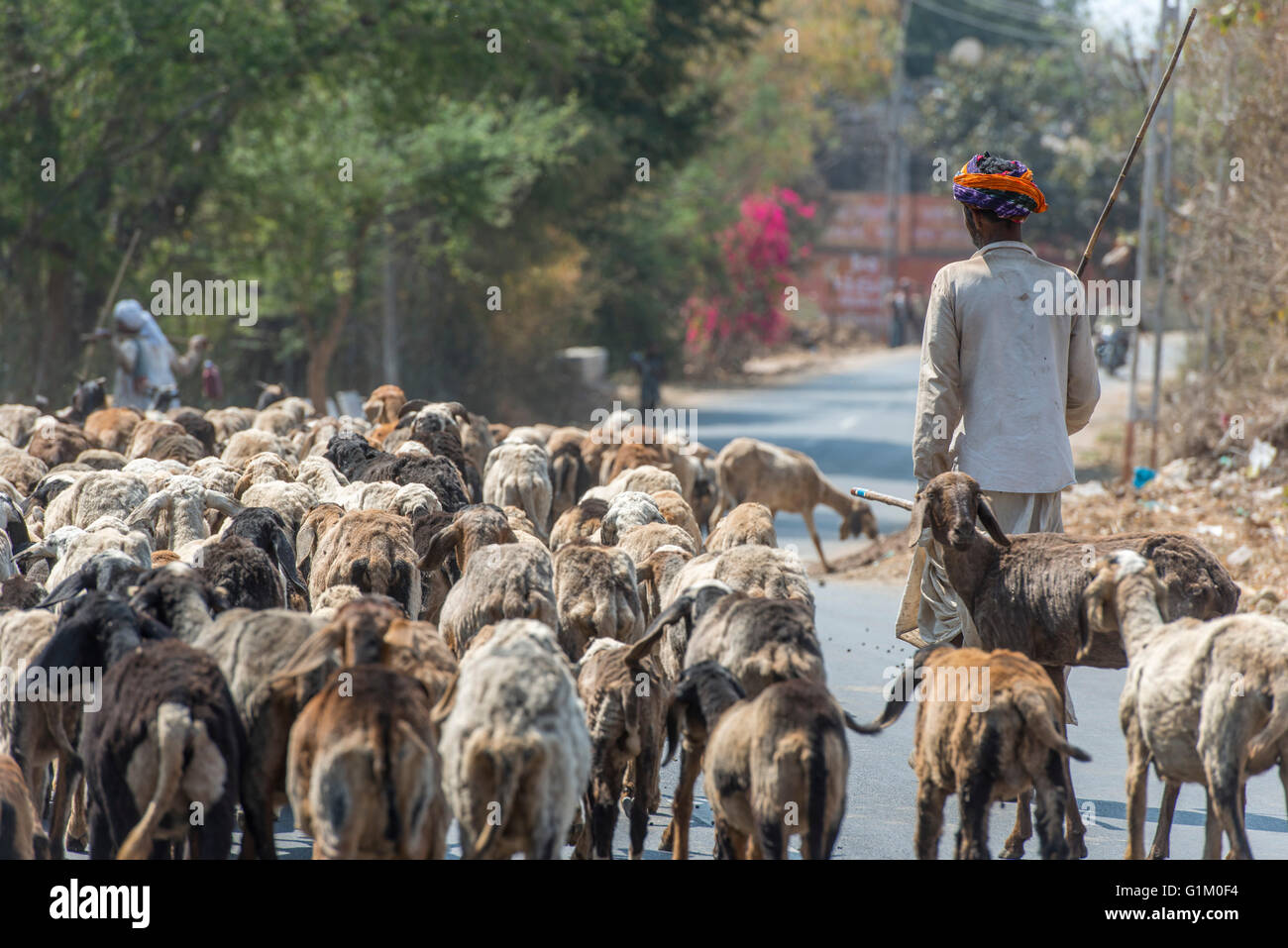 Rabari Nomad With Goats And Sheep, Eastern Gujarat Stock Photo - Alamy
