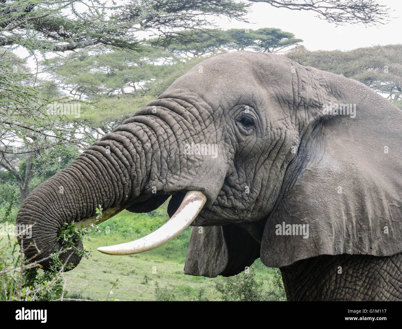 Eating trunk hi-res stock photography and images - Alamy