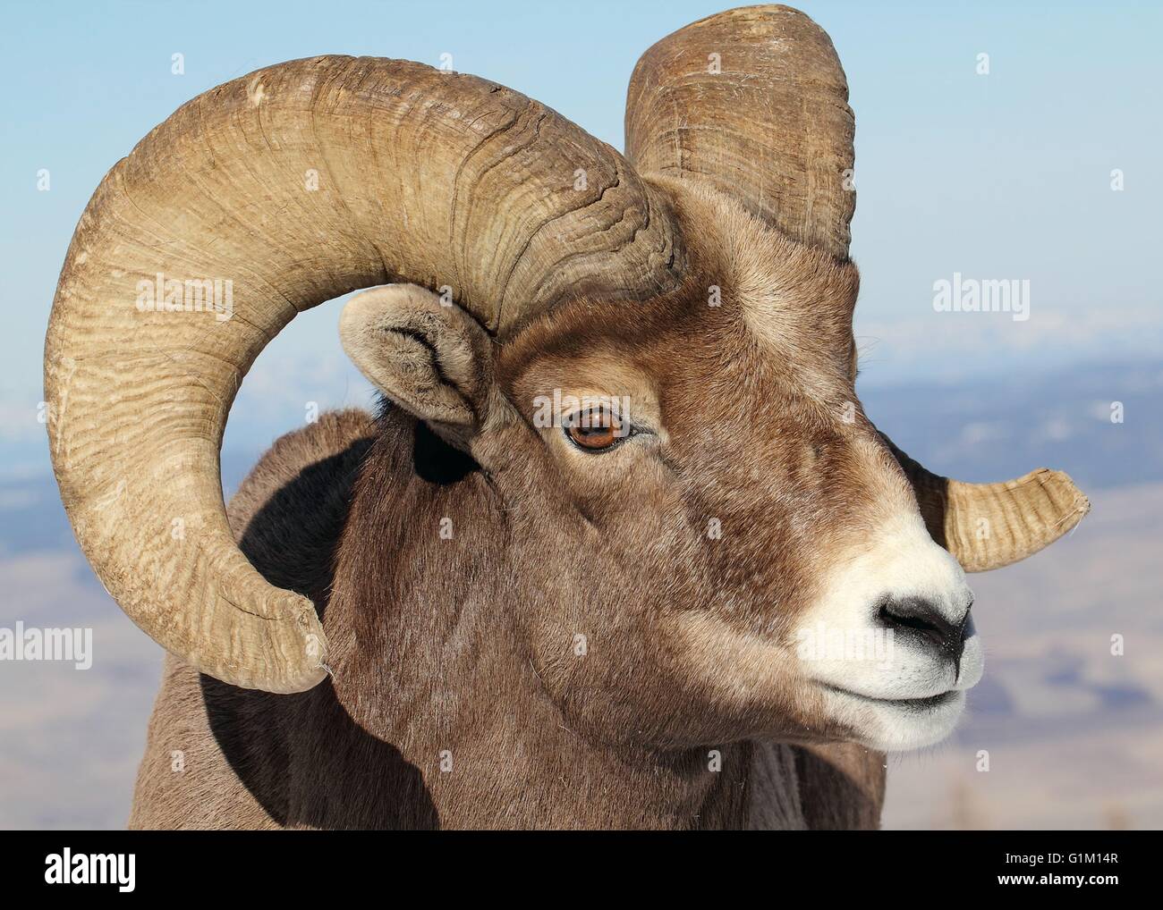 California Sheep Head High Resolution Stock Photography and Images - Alamy