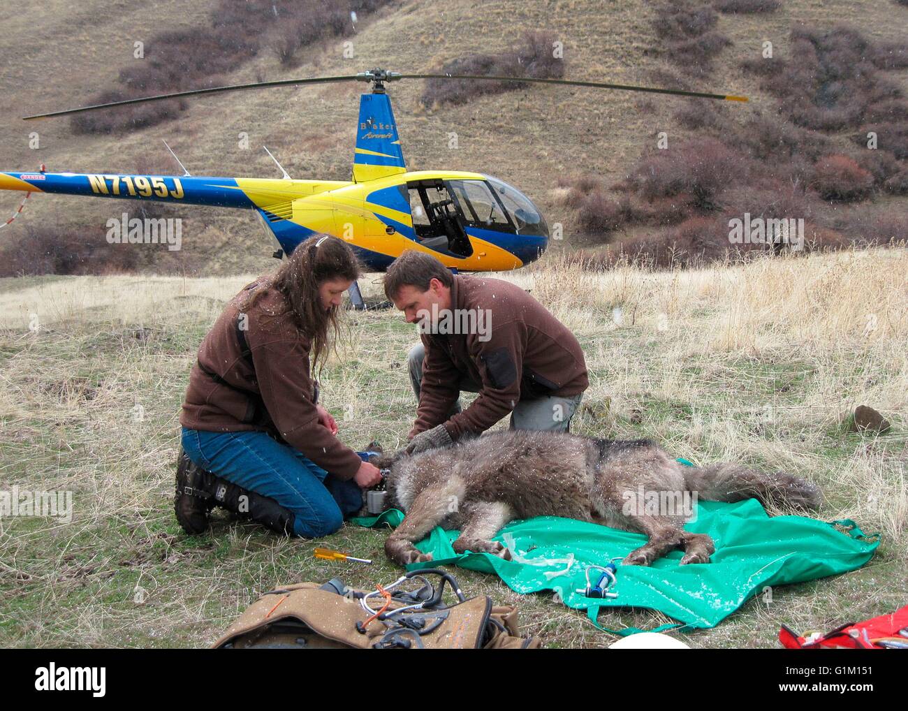 Oregon state wildlife biologists attach a gps tracking collar to a gray wolf known as OR4, the ...