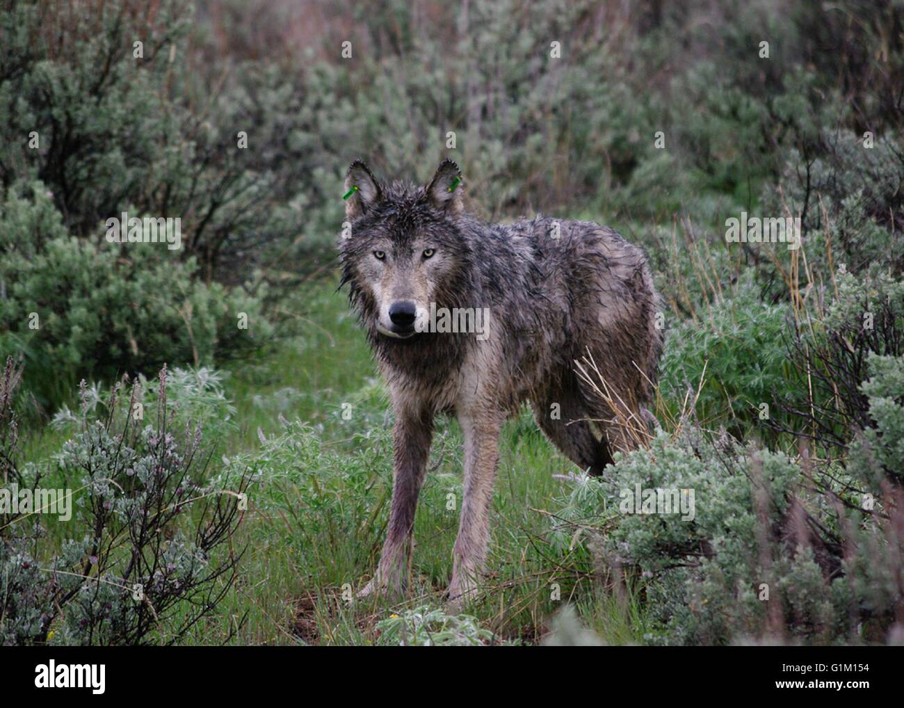 The first radio-collared gray wolf known as OR-7, just after its ...