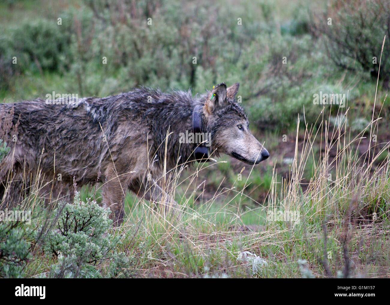 The first radio-collared gray wolf known as OR-7, just after its ...