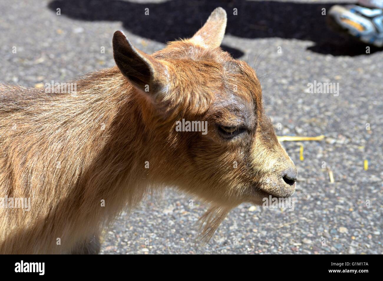 Cute goat face hi-res stock photography and images - Alamy