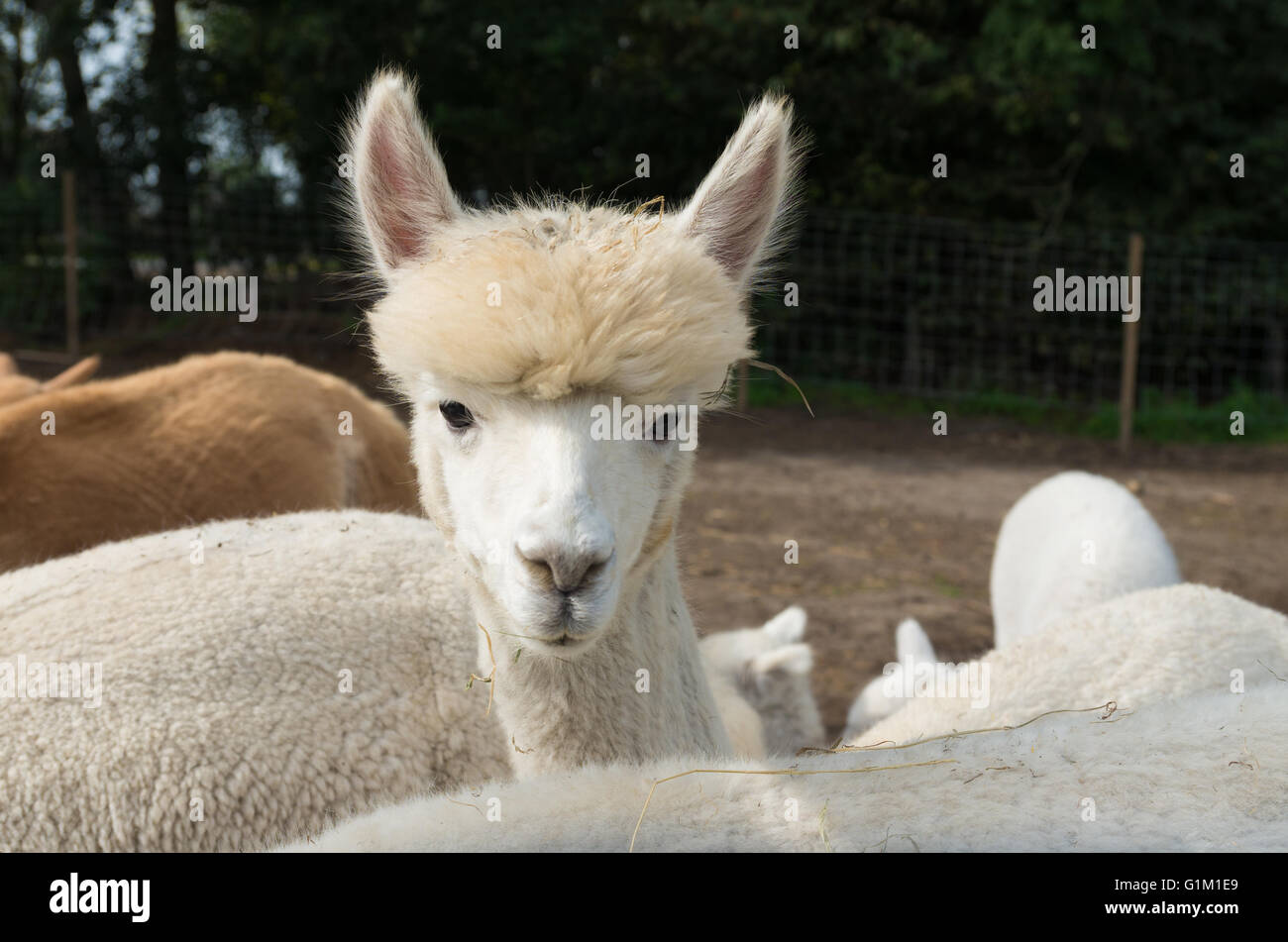 curious white alpaca in captivity Stock Photo - Alamy