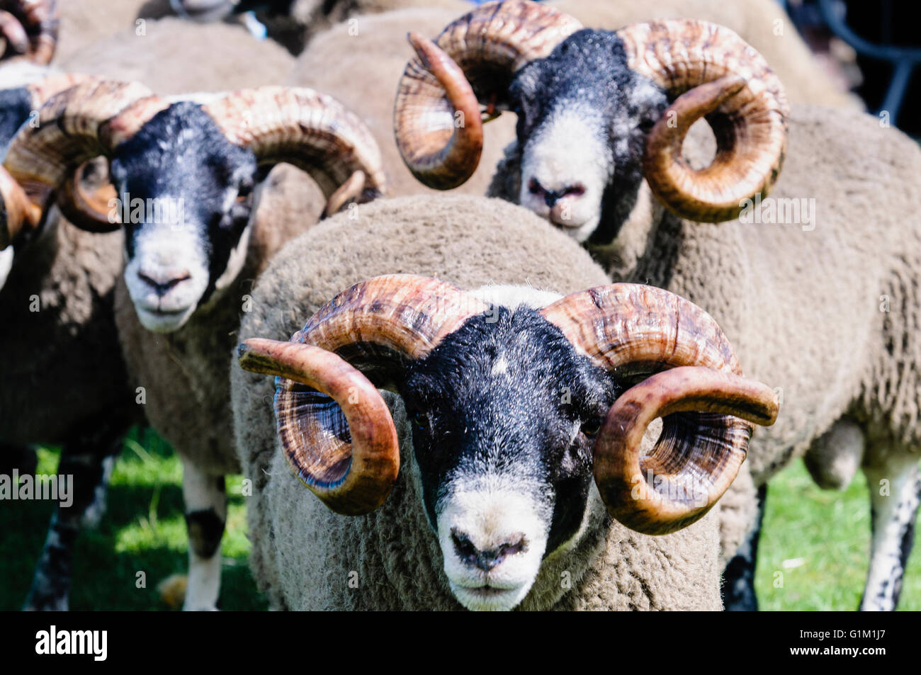 Curly horns sheep hi-res stock photography and images - Alamy