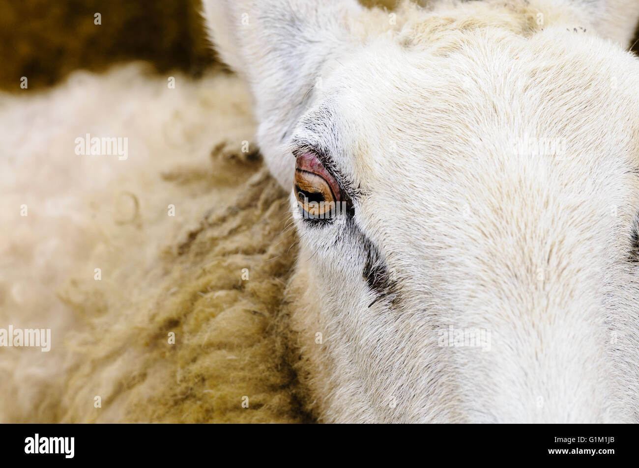 Eye face head hi-res stock photography and images - Alamy