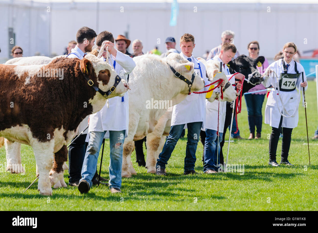 Young handlers show a variety of cattle breeds at an agricultural shows ...