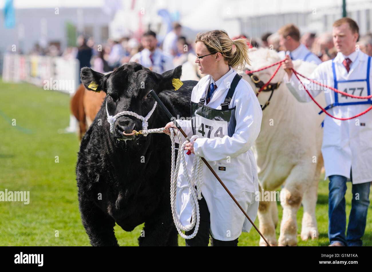 Young handlers show a variety of cattle breeds at an agricultural shows ...
