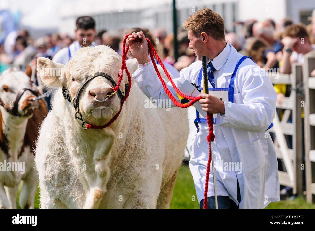 Young handlers show a variety of cattle breeds at an agricultural shows ...