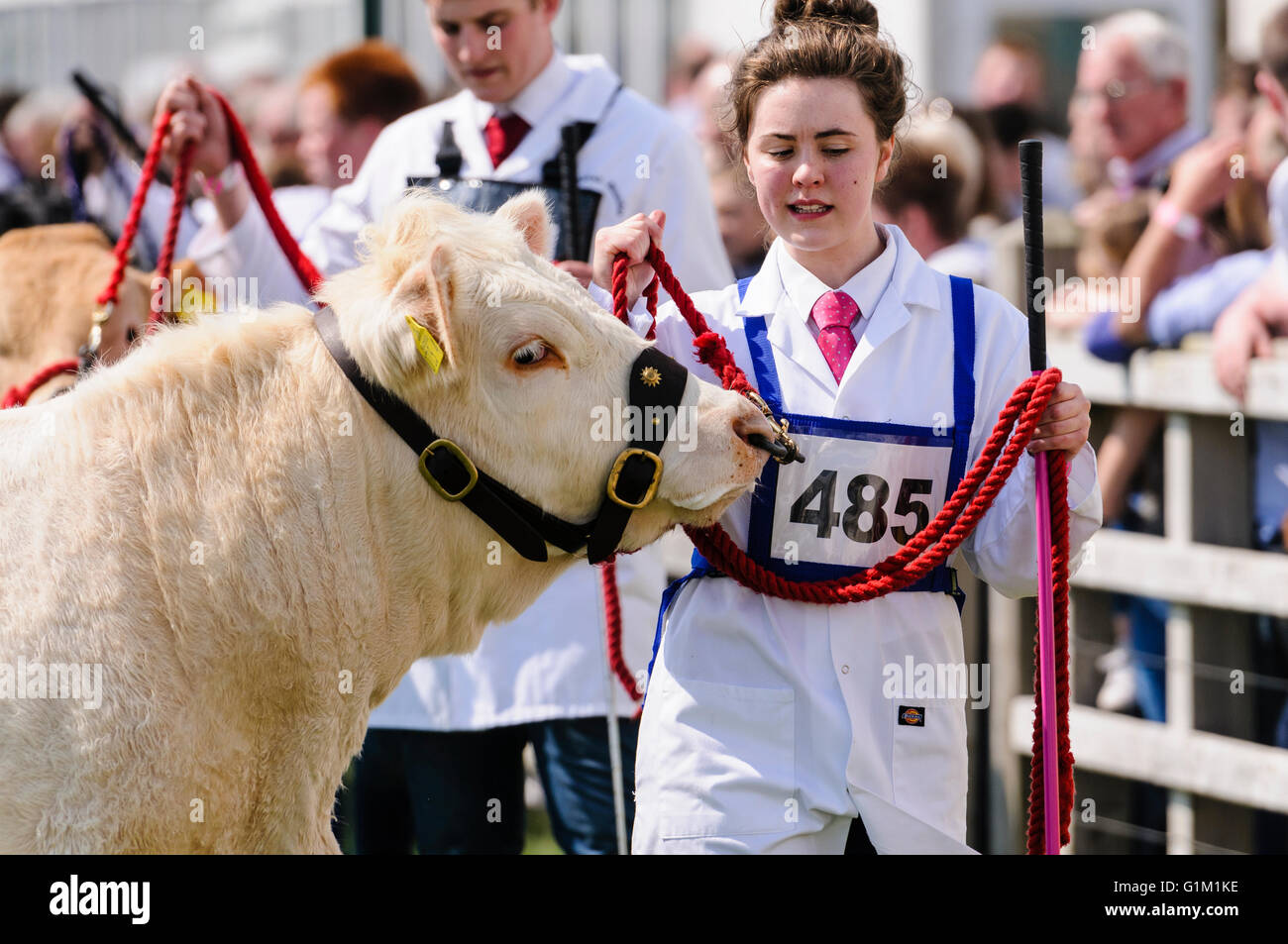 Young female handler shows a British White cow cattle breed at an ...