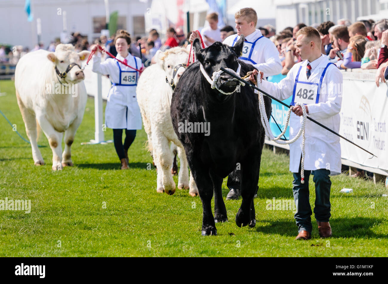 Young handlers show a variety of cattle breeds at an agricultural shows ...