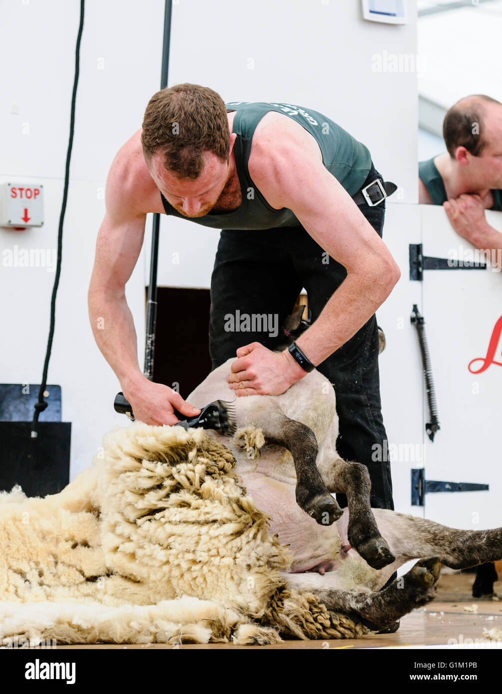 Ireland sheep shearing hi-res stock photography and images - Alamy