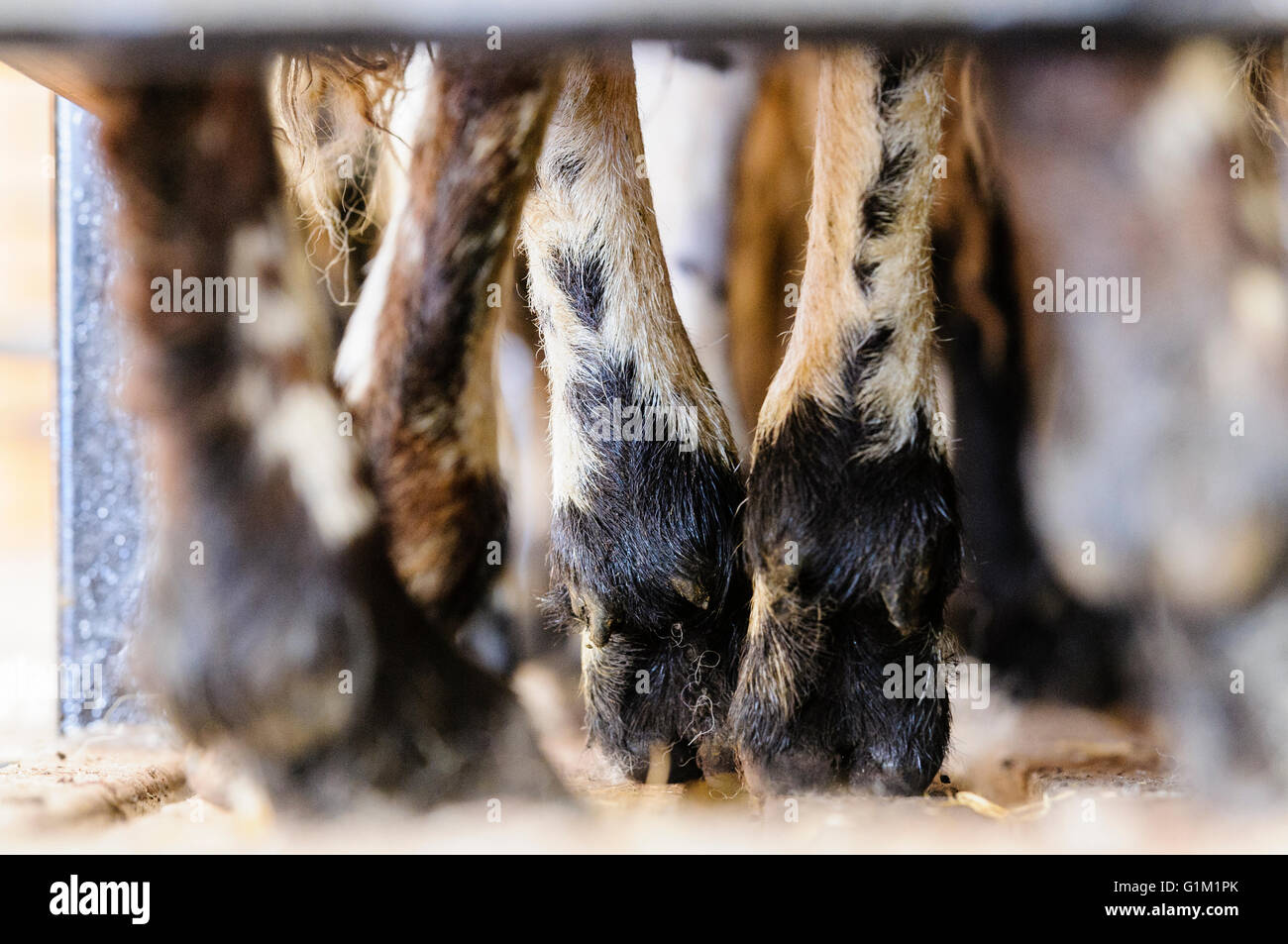 Sheep hooves hi-res stock photography and images - Alamy